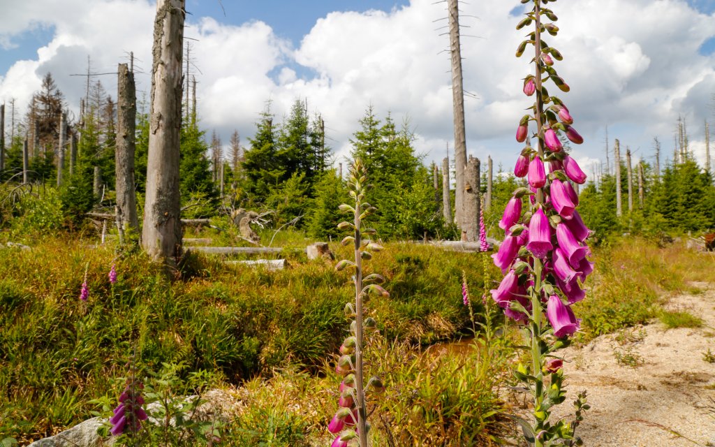 Urlaub in Wolfshagen im Harz buchen - Spar mit Reisen - Schöner ...
